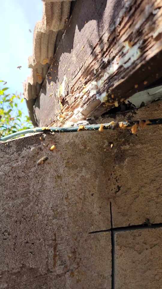 I opened this wall and found a massive hidden beehive