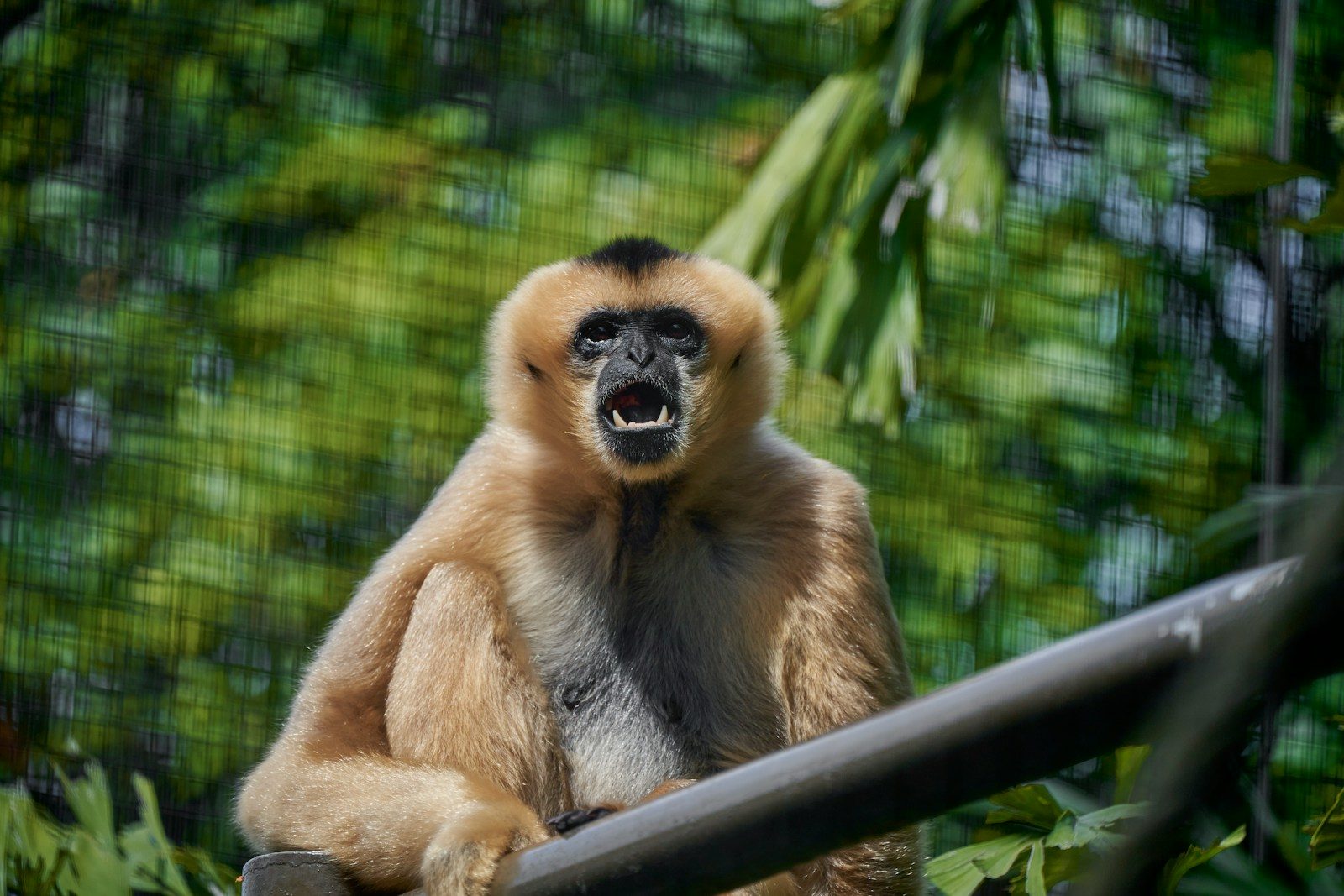 How one of the world’s rarest primates made a mystery comeback