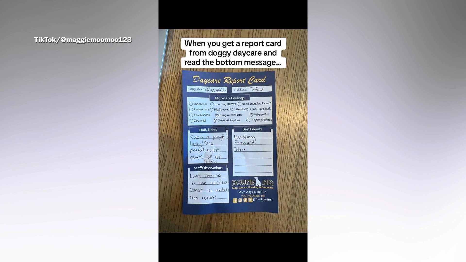 Rescue dog receives hilarious daycare report card