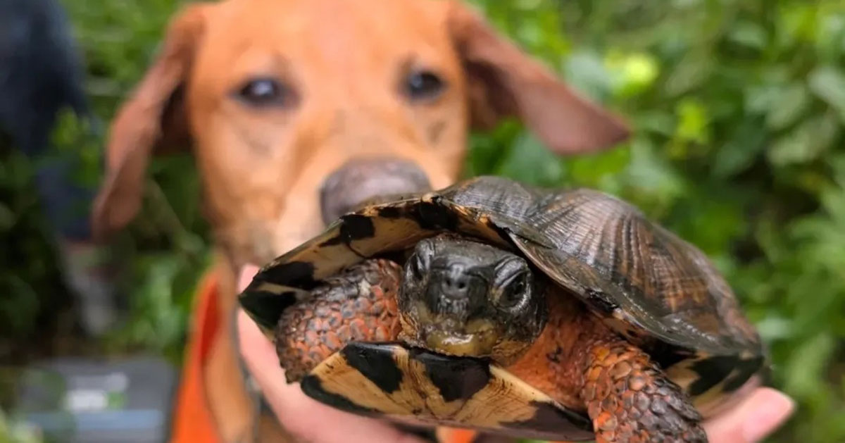 'Turtle-sniffing dog' traverses NY woods to save endangered species