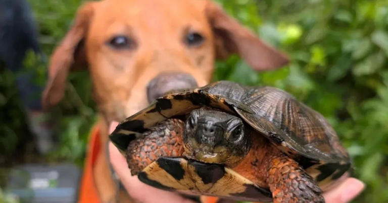 'Turtle-sniffing dog' traverses NY woods to save endangered species