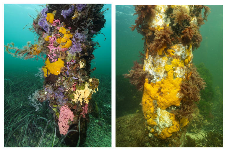 A year on, Australia’s biggest harmful algal bloom continues to wreak havoc