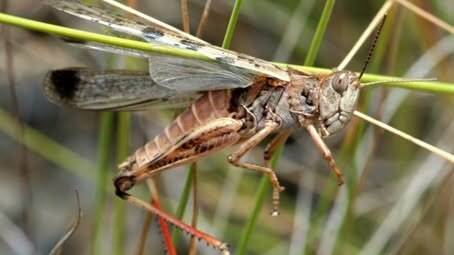 Locust numbers in Victoria's north-west reach highest level in 15 years