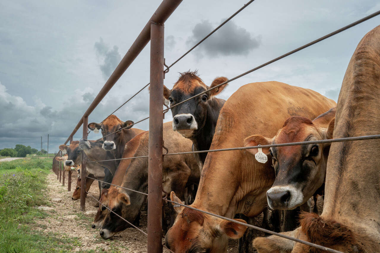 Third Texas screwworm case prompts quarantine affecting Webb, La Salle ...