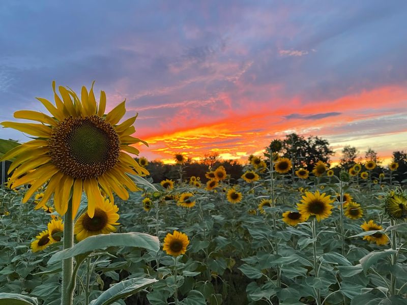 The gorgeous, appointment-only Oklahoma sunflower field made for your ...
