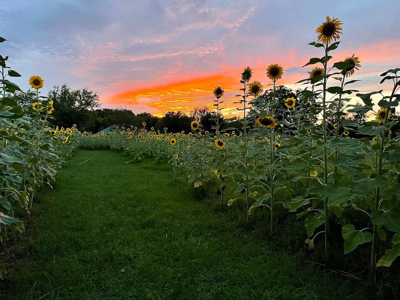The gorgeous, appointment-only Oklahoma sunflower field made for your ...