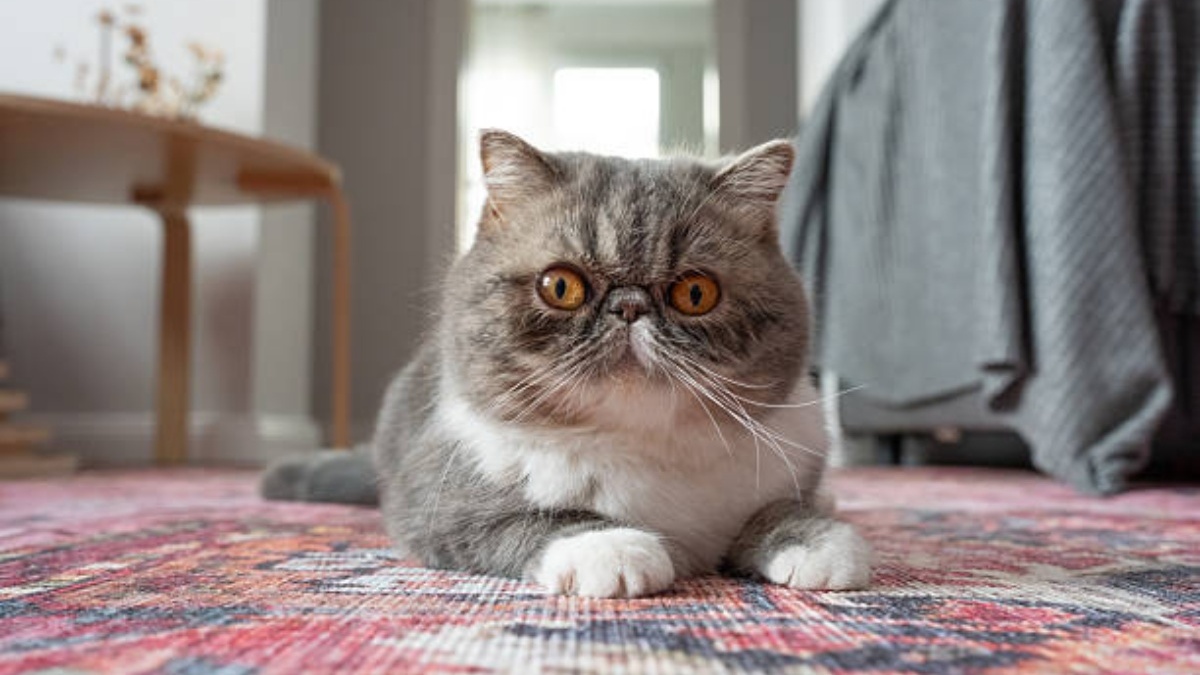 8 signs your cat may be trying to tell you something is wrong ...