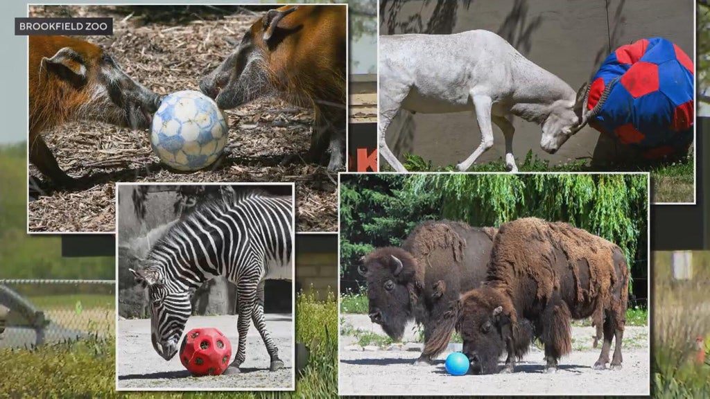 Brookfield Zoo Chicago animals come down with World Cup fever
