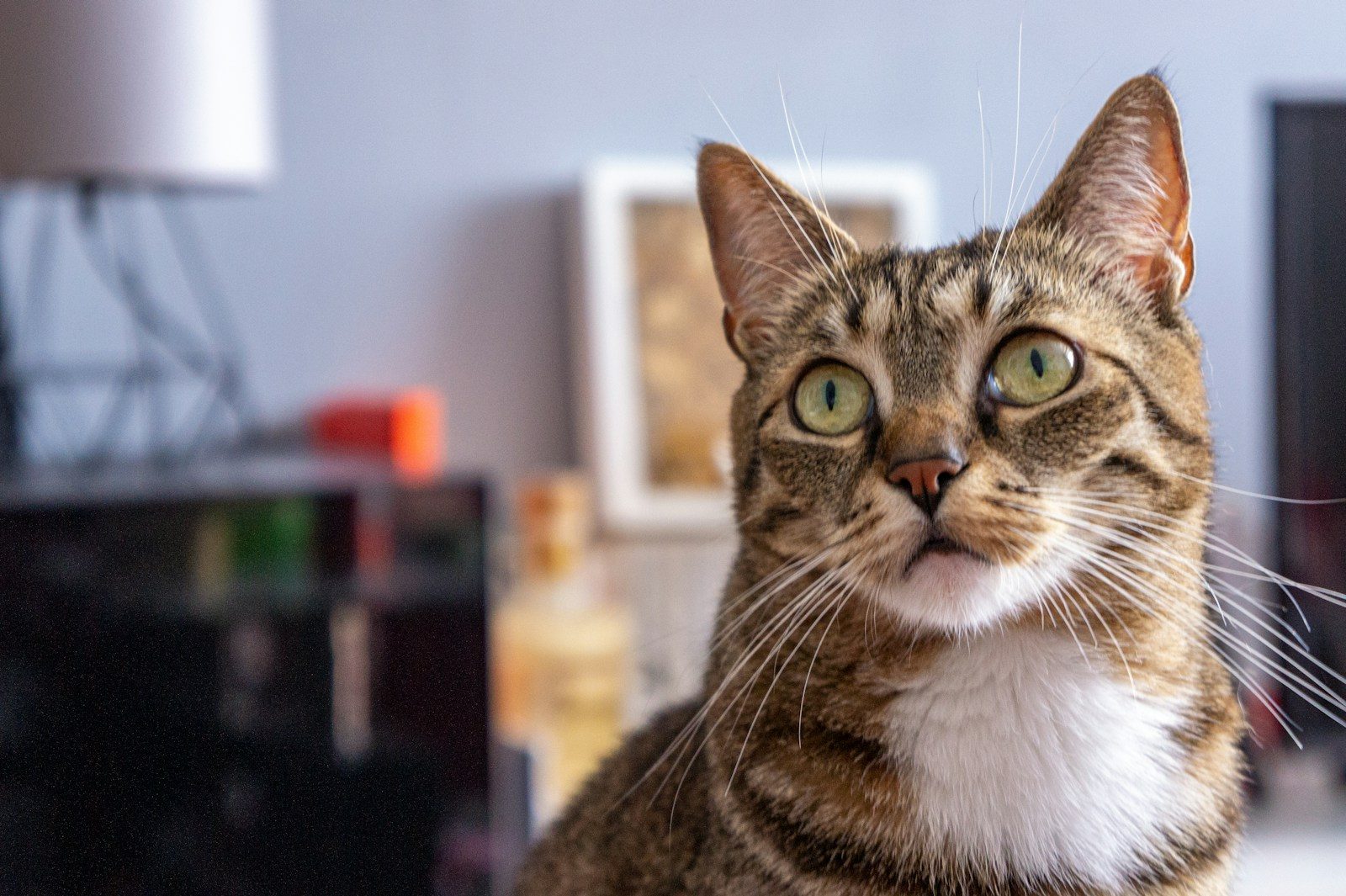 Are you ignoring these easy, happy cat habits?