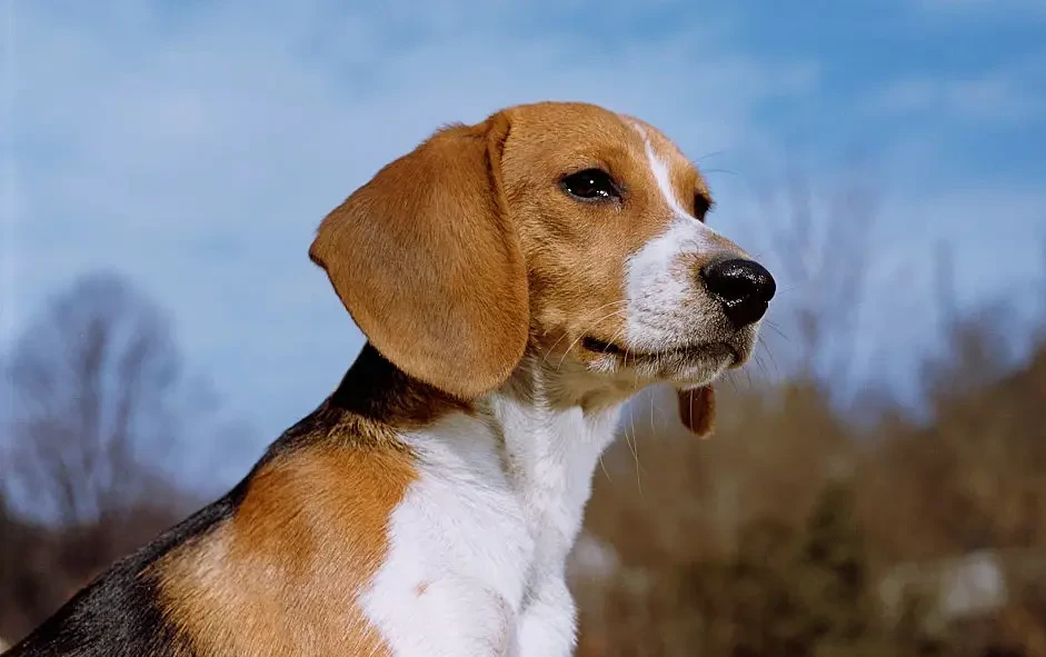 Beagles’ charm hides challenges in training and containment