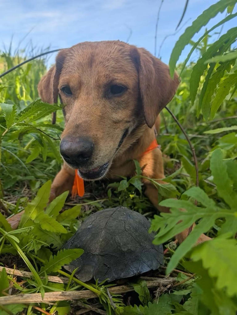 'Turtle-sniffing dog' traverses NY woods to save endangered species