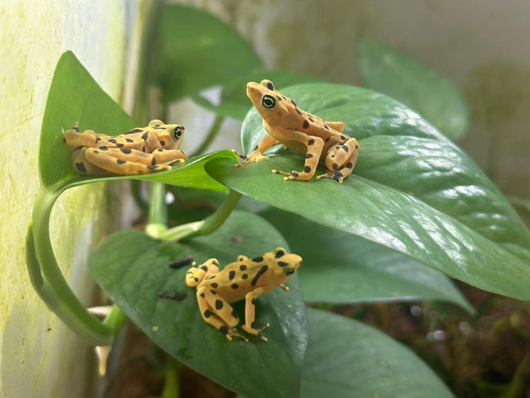 ZooTampa celebrates hatching of endangered Panamanian golden frogs