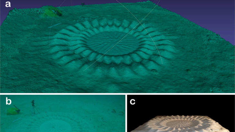 Male pufferfish carve perfect seven-foot circles into the seabed to ...