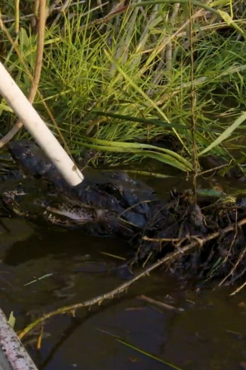 Invasive tegus threaten Everglades wildlife