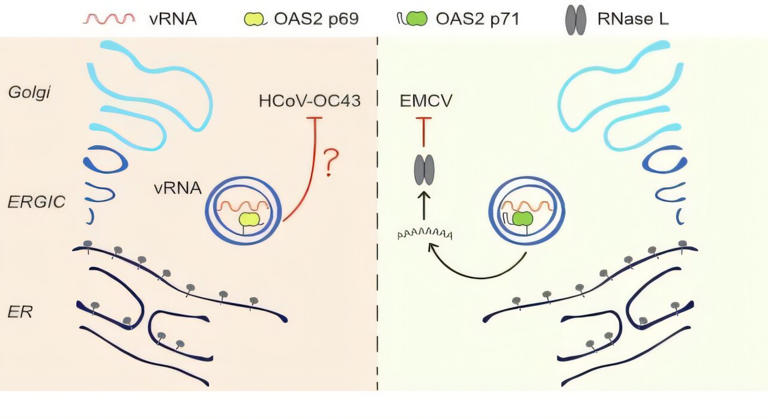 Tiny protein tail helps one immune gene fight two very different viruses
