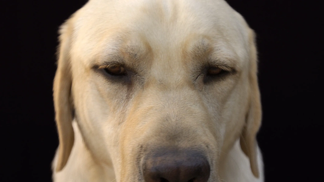 8 remarkable Labrador retrievers through history