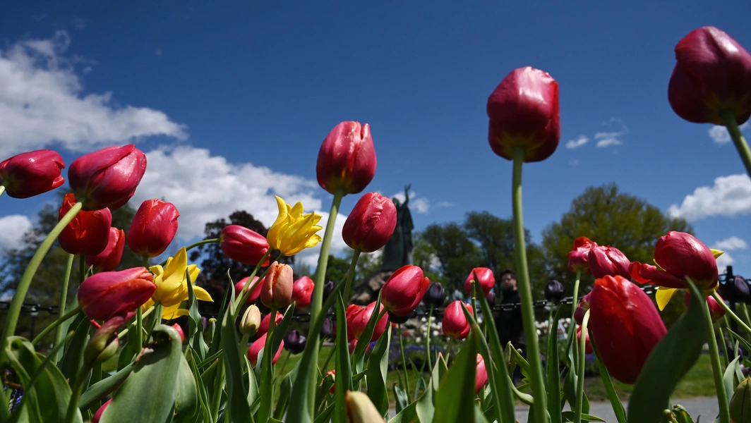 16 tulip festivals and farms across the USA