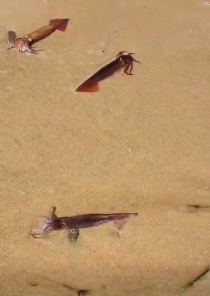 Thousands of squid just washed up on a Cape Cod beach