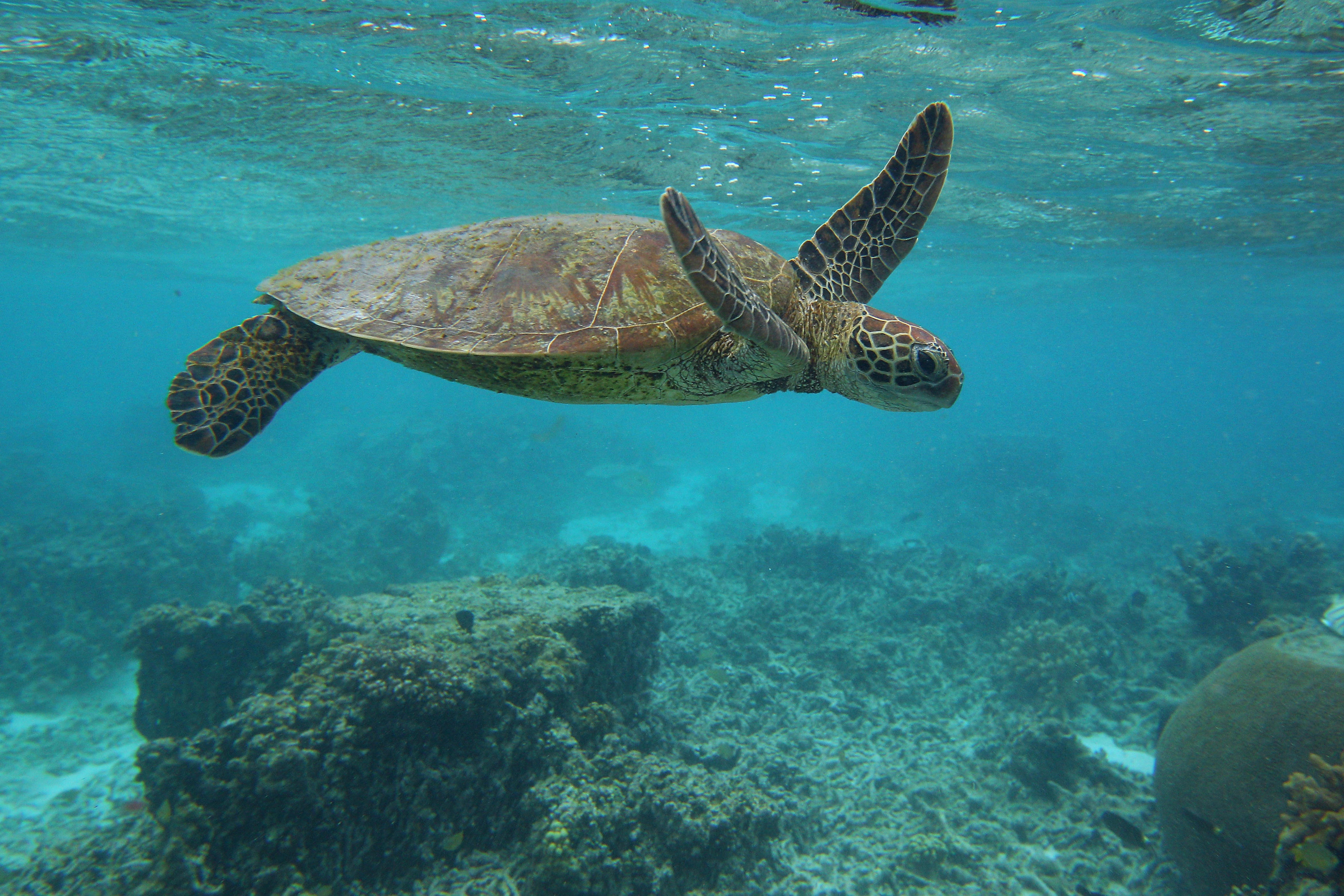 World Ocean Day: Stunning photos of life under the sea