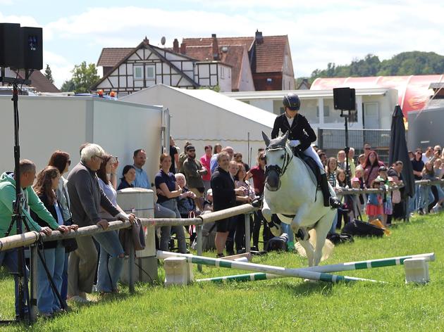 Minihengst Hannibal gewinnt die Herzen