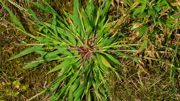 How to kill crabgrass with a DIY remedy from your kitchen