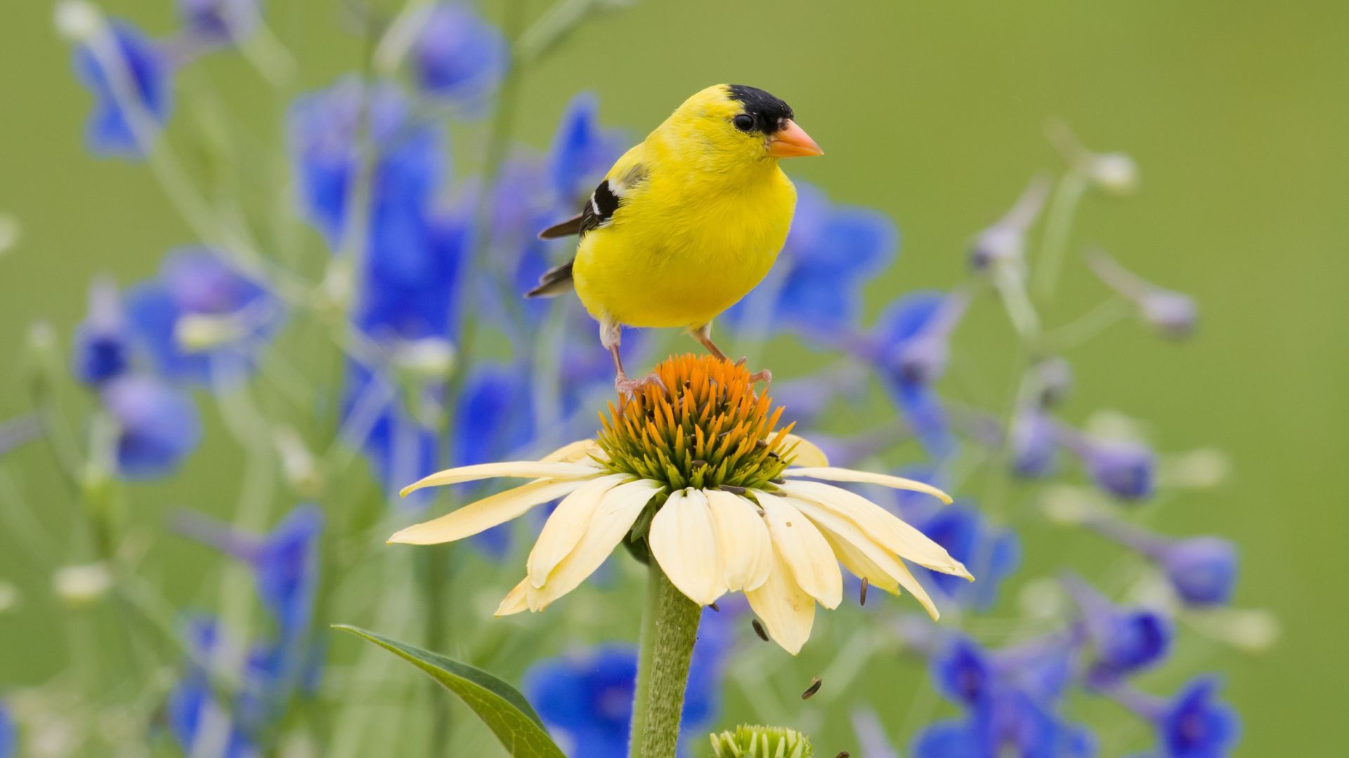 Types of birds you might see in your backyard