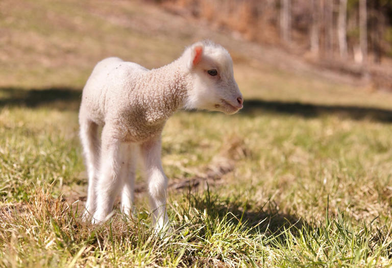 Did the story of 'Mary Had a Little Lamb' happen in Massachusetts?