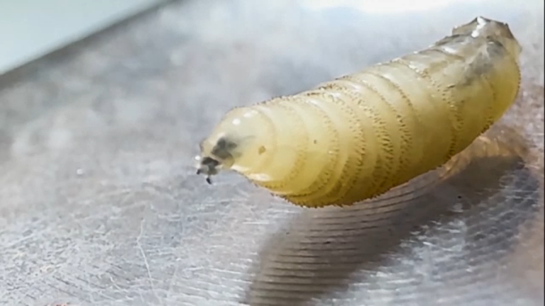 Screwworm cases climb to 4 as Gov. Abbott elevates Texas screwworm ...