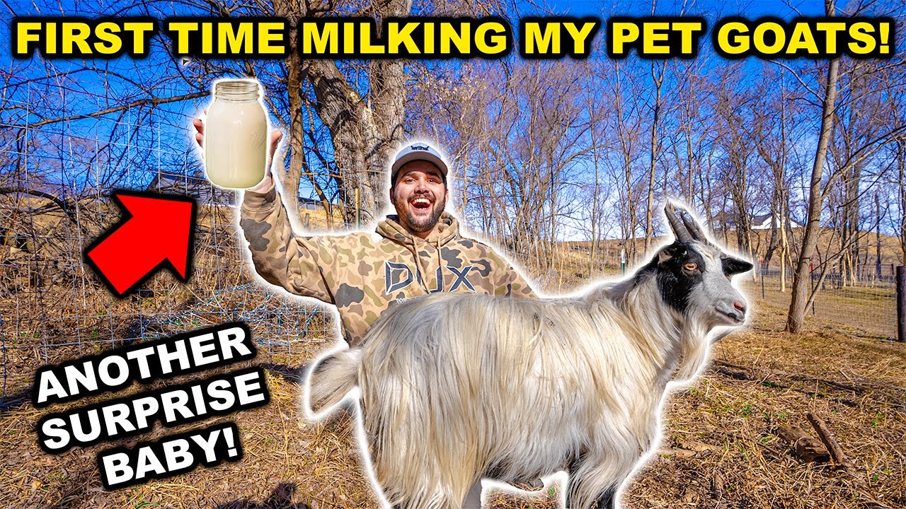 What's new in goat milking? Discover now!