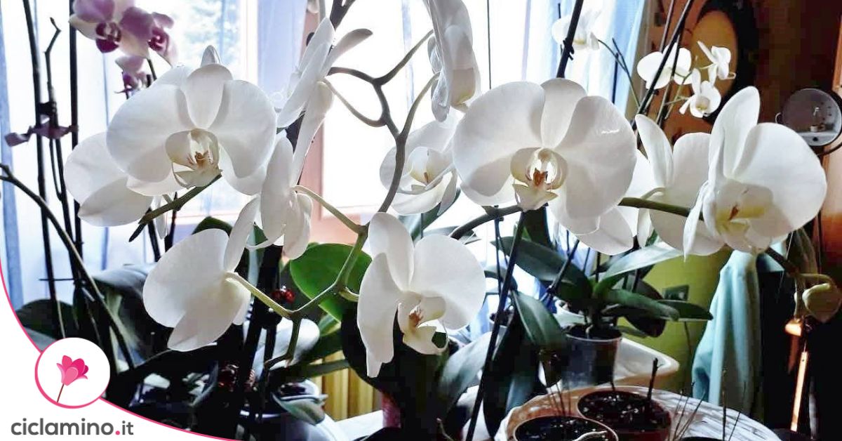 Quanta acqua dare e come innaffiare l’orchidea phalaenopsis con il ...