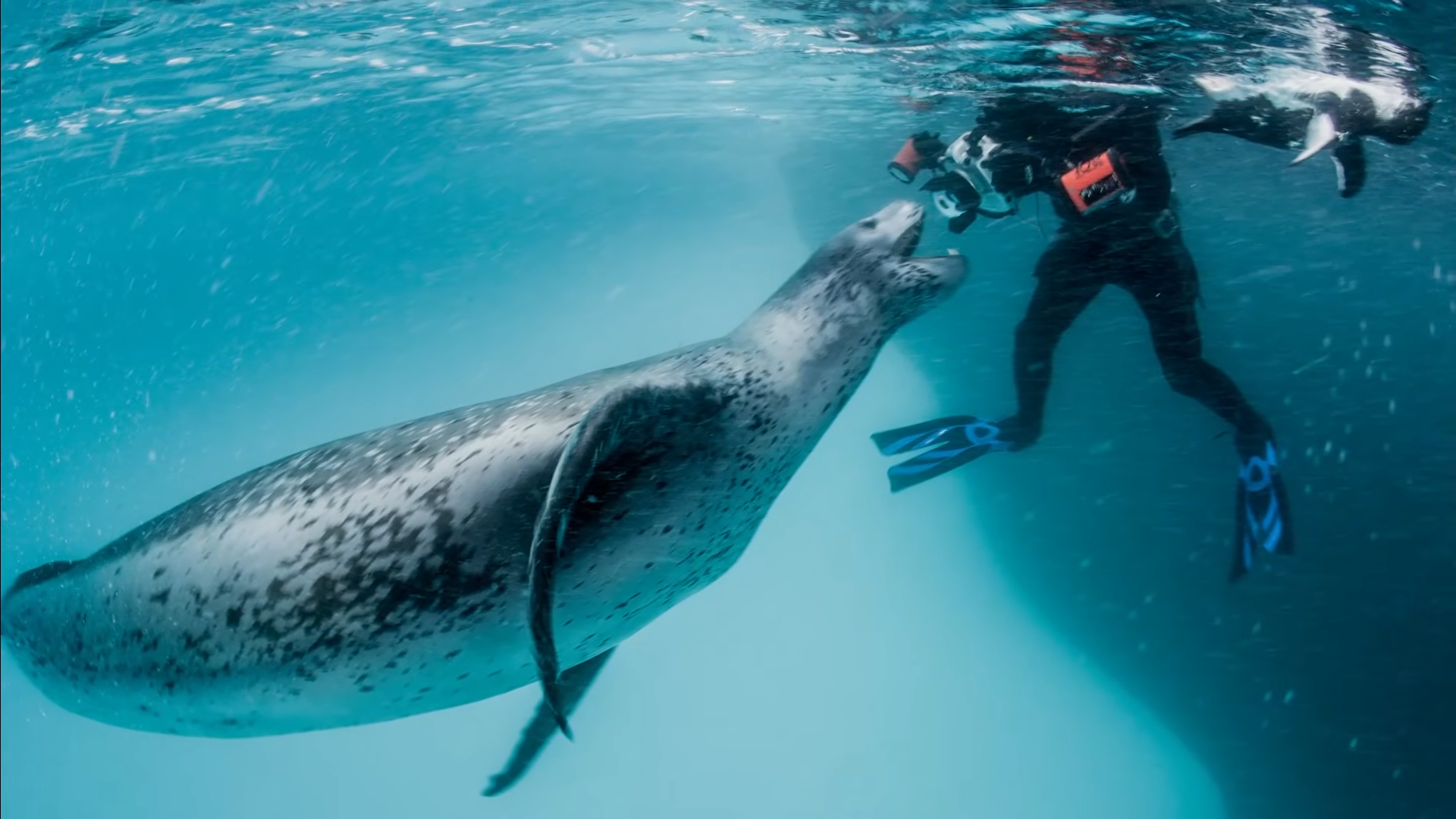 She was studying wildlife in Antarctica - then a predator dragged her ...