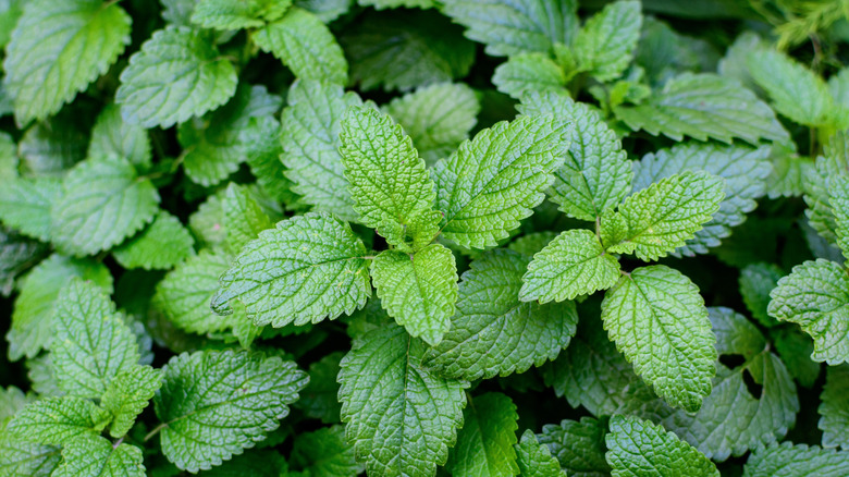 Grow taller, healthier mint with a gardening hack that doesn't cost a thing