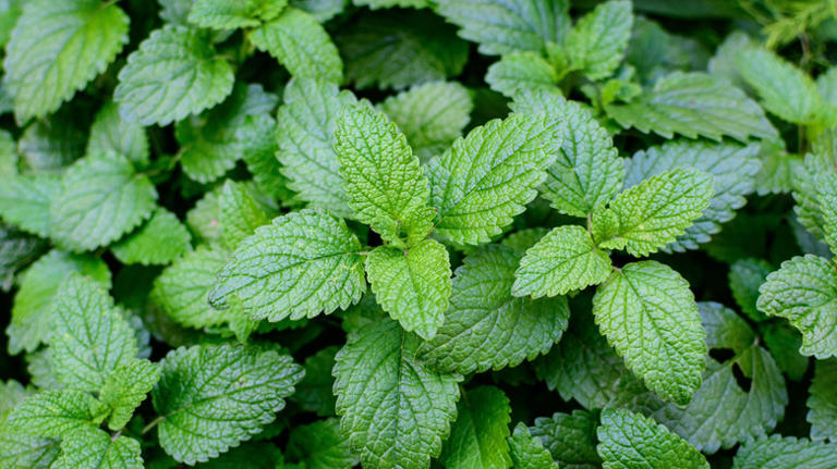 Grow taller, healthier mint with a gardening hack that doesn't cost a thing