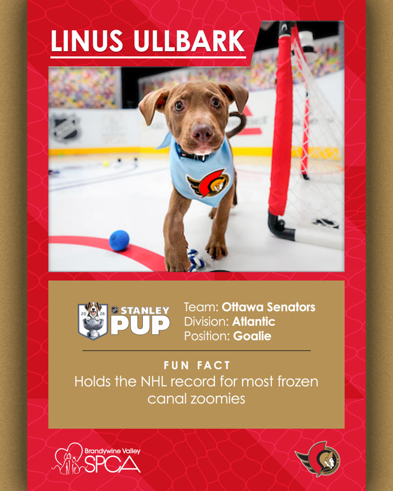 Ranking every dog name and pun from the 2026 'Stanley Pup'