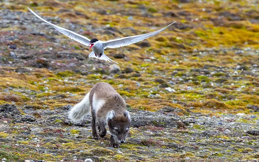 How arctic foxes master life in the deep freeze