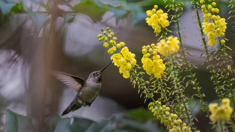 Not salvia, not zinnia: The fragrant flowering tree hummingbirds can't ...