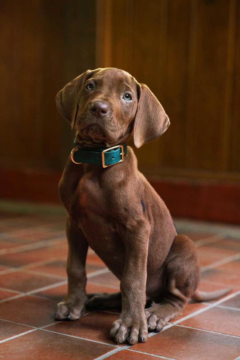 Live-action Scooby-Doo revealed for origins series
