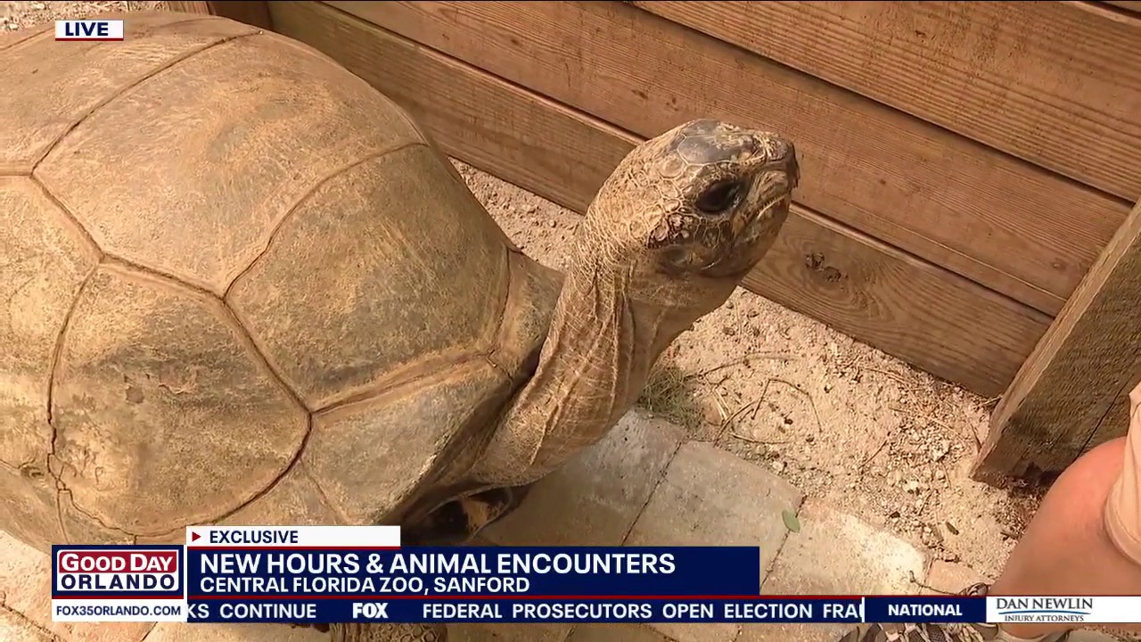 Behind-the-scenes: Central Florida Zoo's tortoise encounter