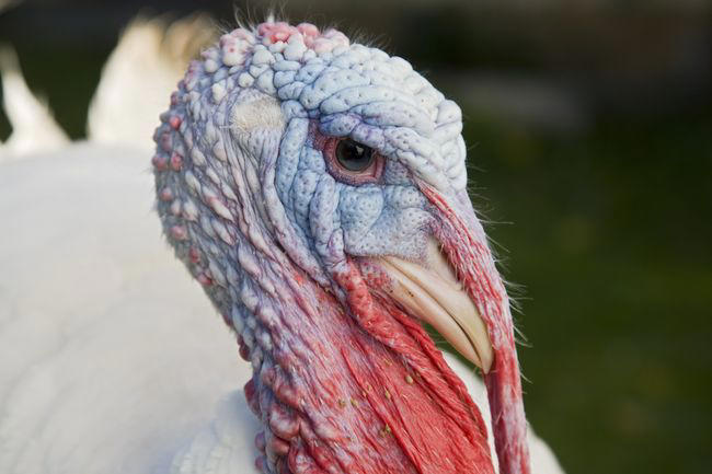 Florida Tax Watch reveals 2026 list of budget turkeys