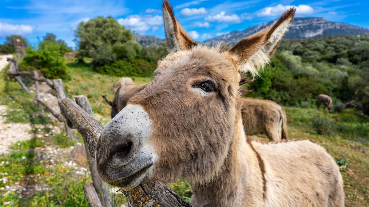 This hospital's heartwarming new therapy team has long ears and hooves