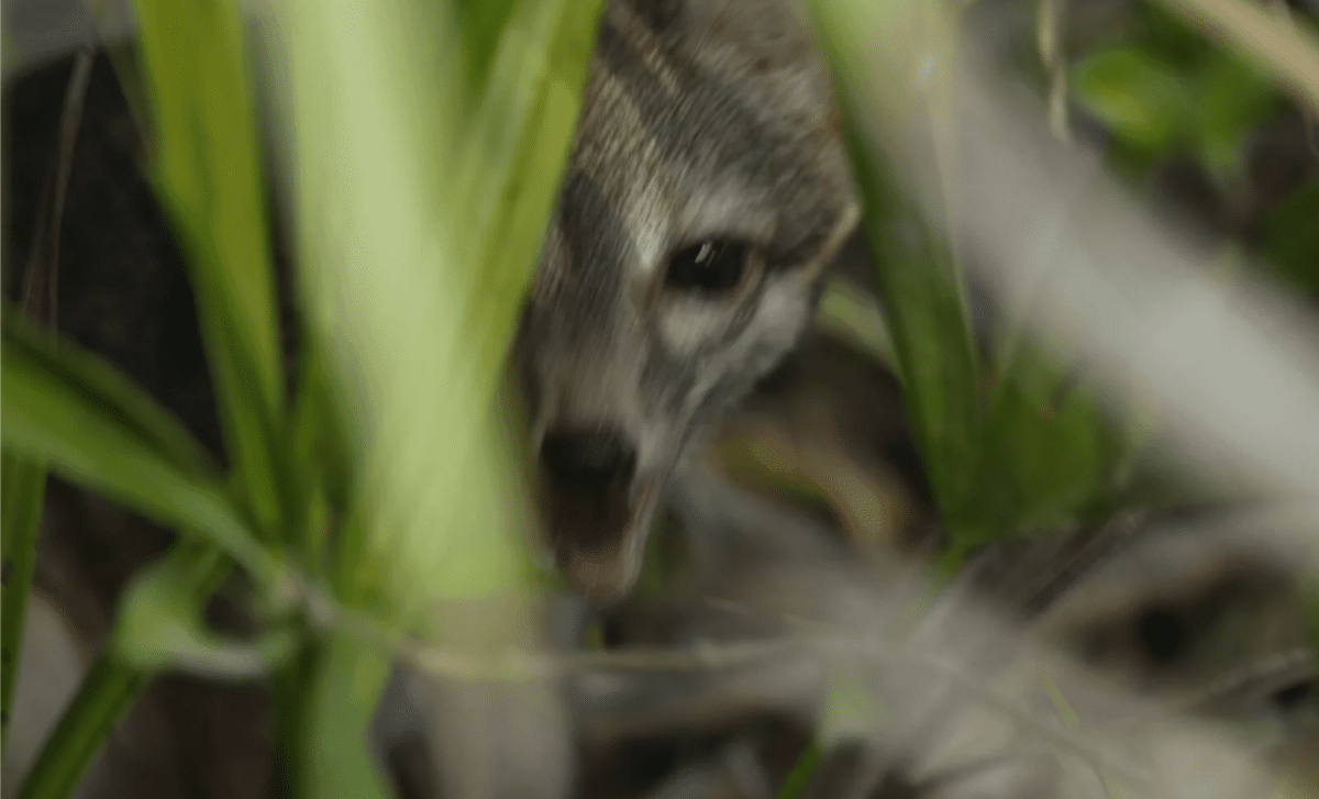 Lost for 20 years: Rare and elusive dwarf island fox photographed alive ...