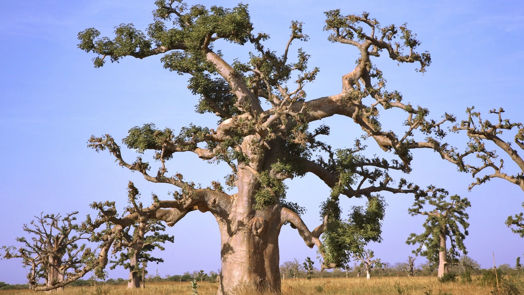 Baobabs connect history, health and climate wisdom