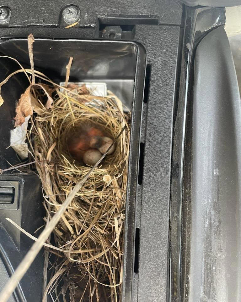 Look: Baby birds hatch in Washington police motorcycle