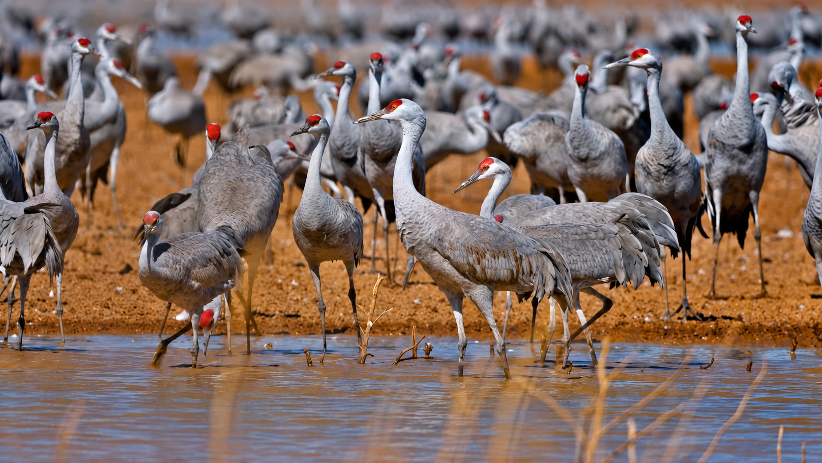 Miles de grullas canadienses se reúnen en Bosque del Apache