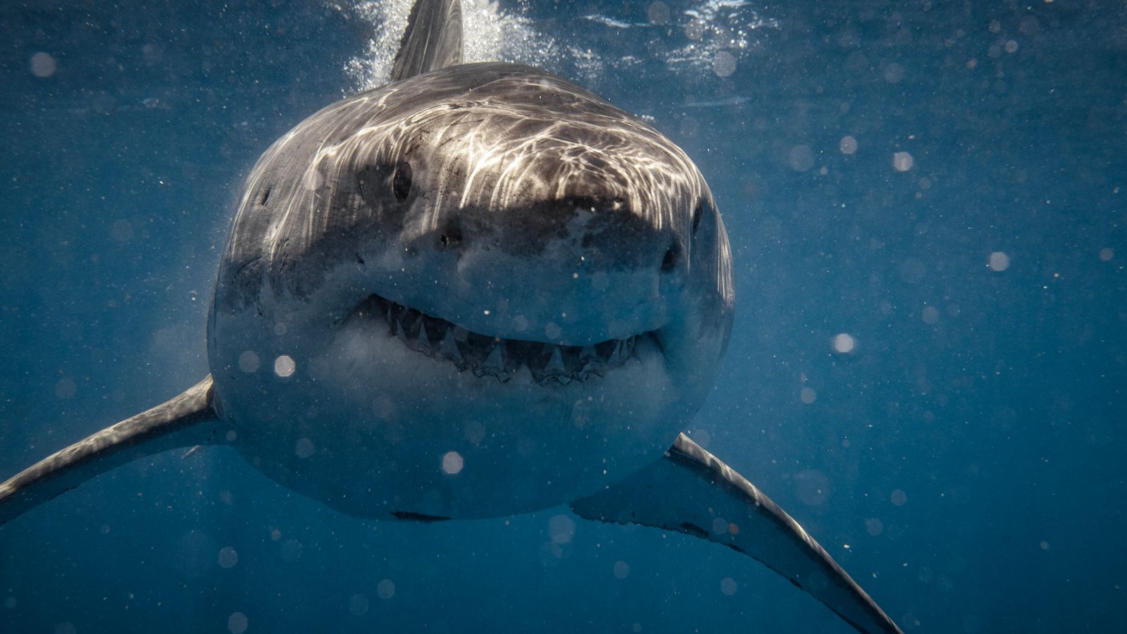 'Extraordinary and poorly understood': The Mediterranean's great white ...