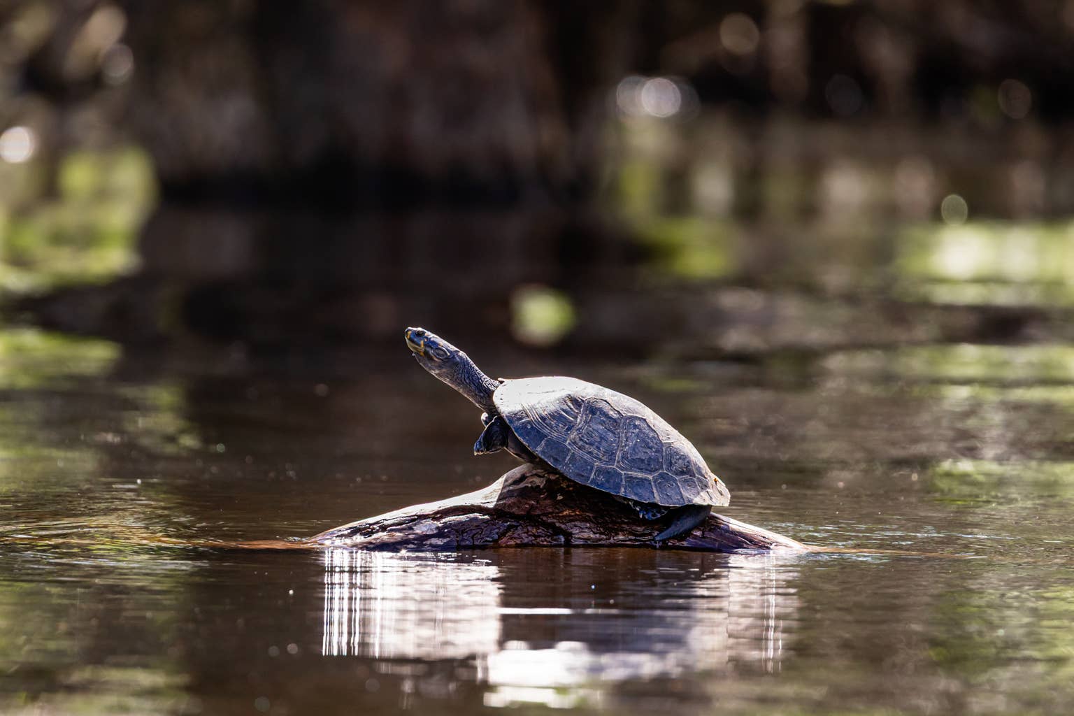 Why turtles strike 'yoga poses' while basking: The science behind their ...