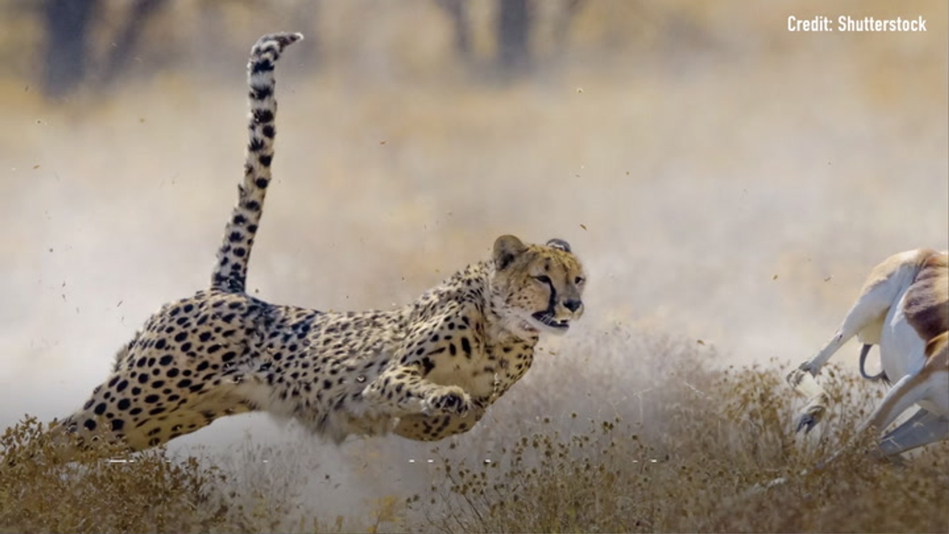 Why are cheetahs so fast?