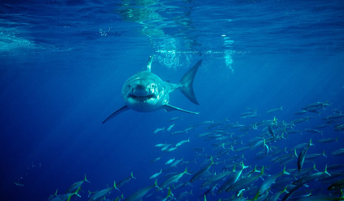 Diver captures incredibly rare sighting of great white shark in ...
