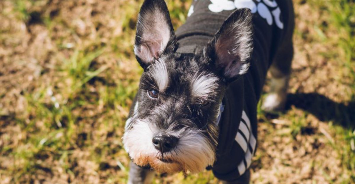 11 dogs made for today's world – plus 4 that still belong in wide-open ...