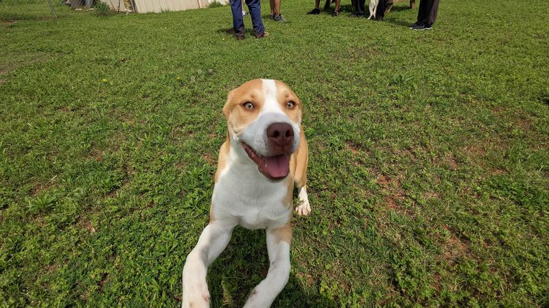 This heartwarming non-profit animal sanctuary in Oklahoma is a ...